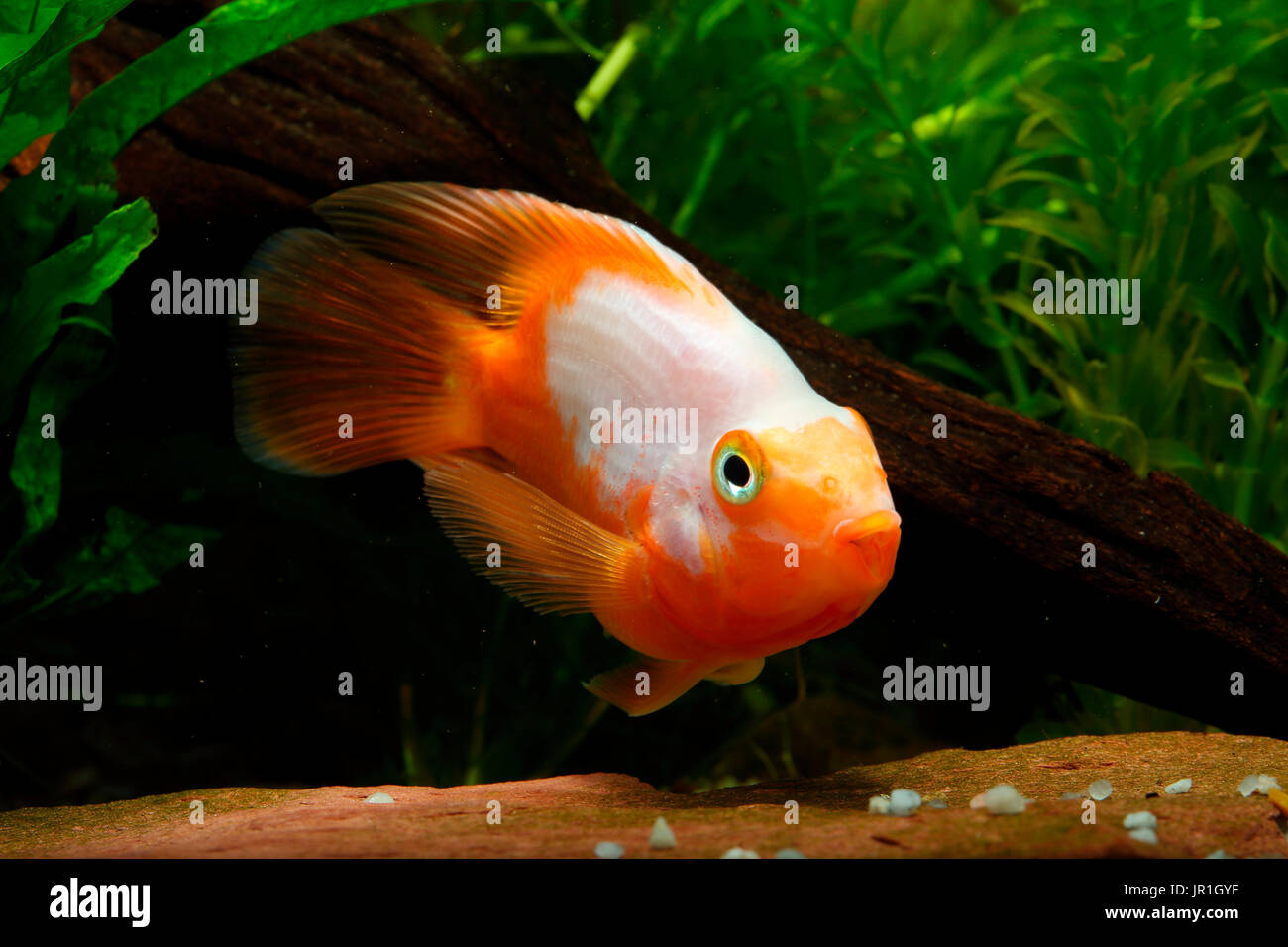 Parrot cichlid hybrid freshwater fish hi-res stock photography and ...