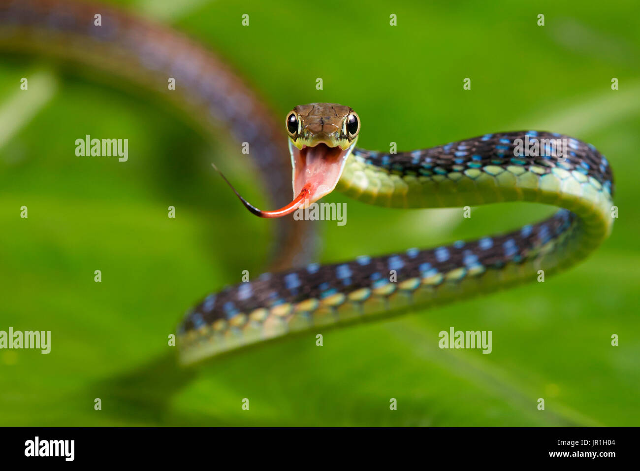 Painted Bronzeback (Dendrelaphis pictus) Mentawai Siberut Island ...