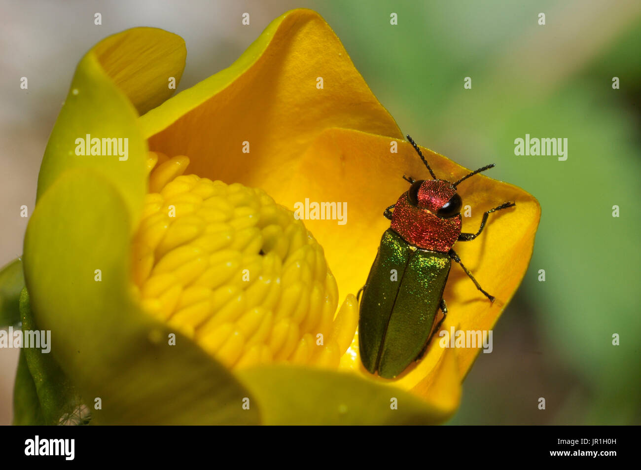 Jewel beetle (Anthaxia nitidula) female on a flower of buttercup ...