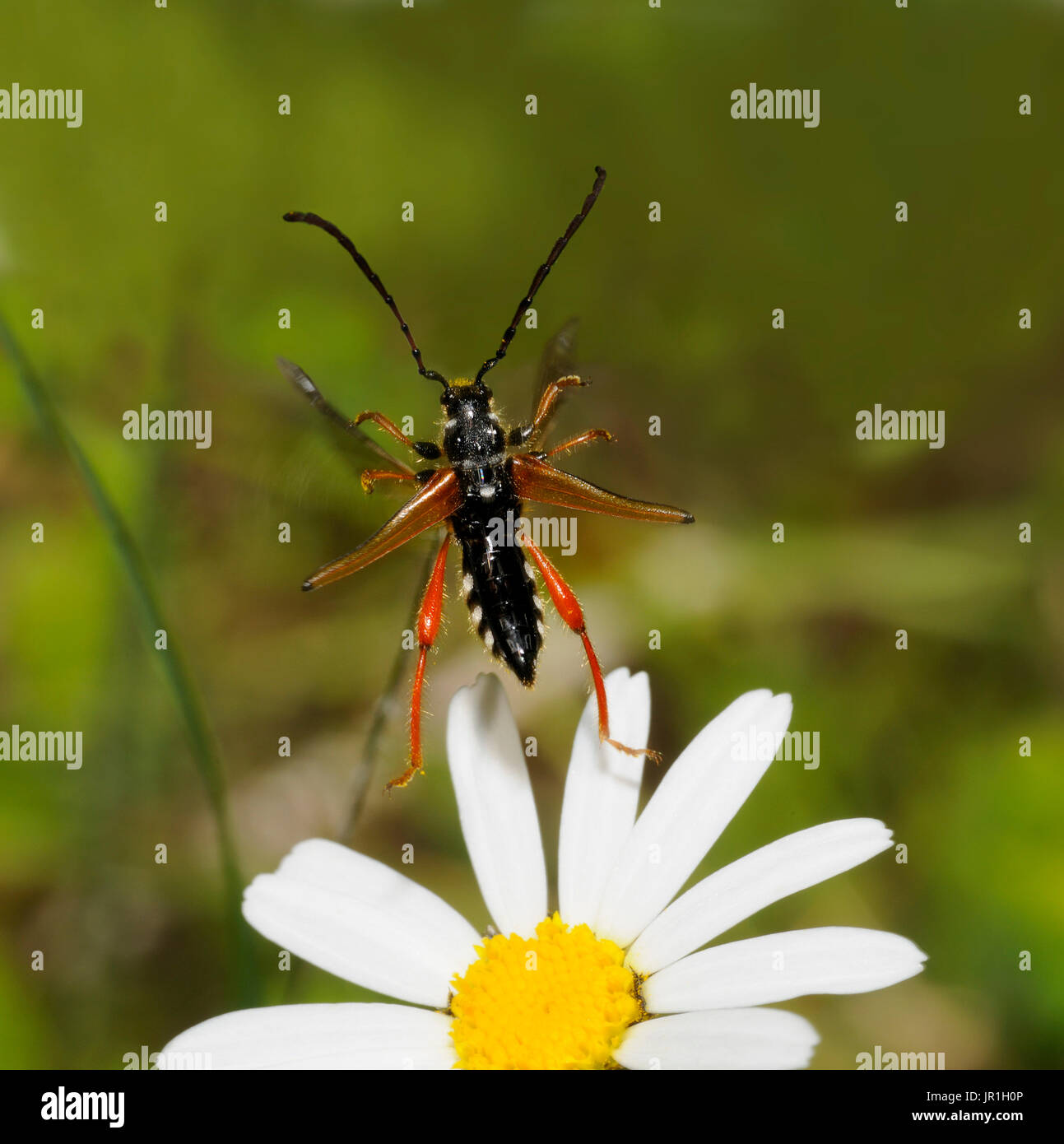 Longhorn beetle flight fly High Resolution Stock Photography and Images ...