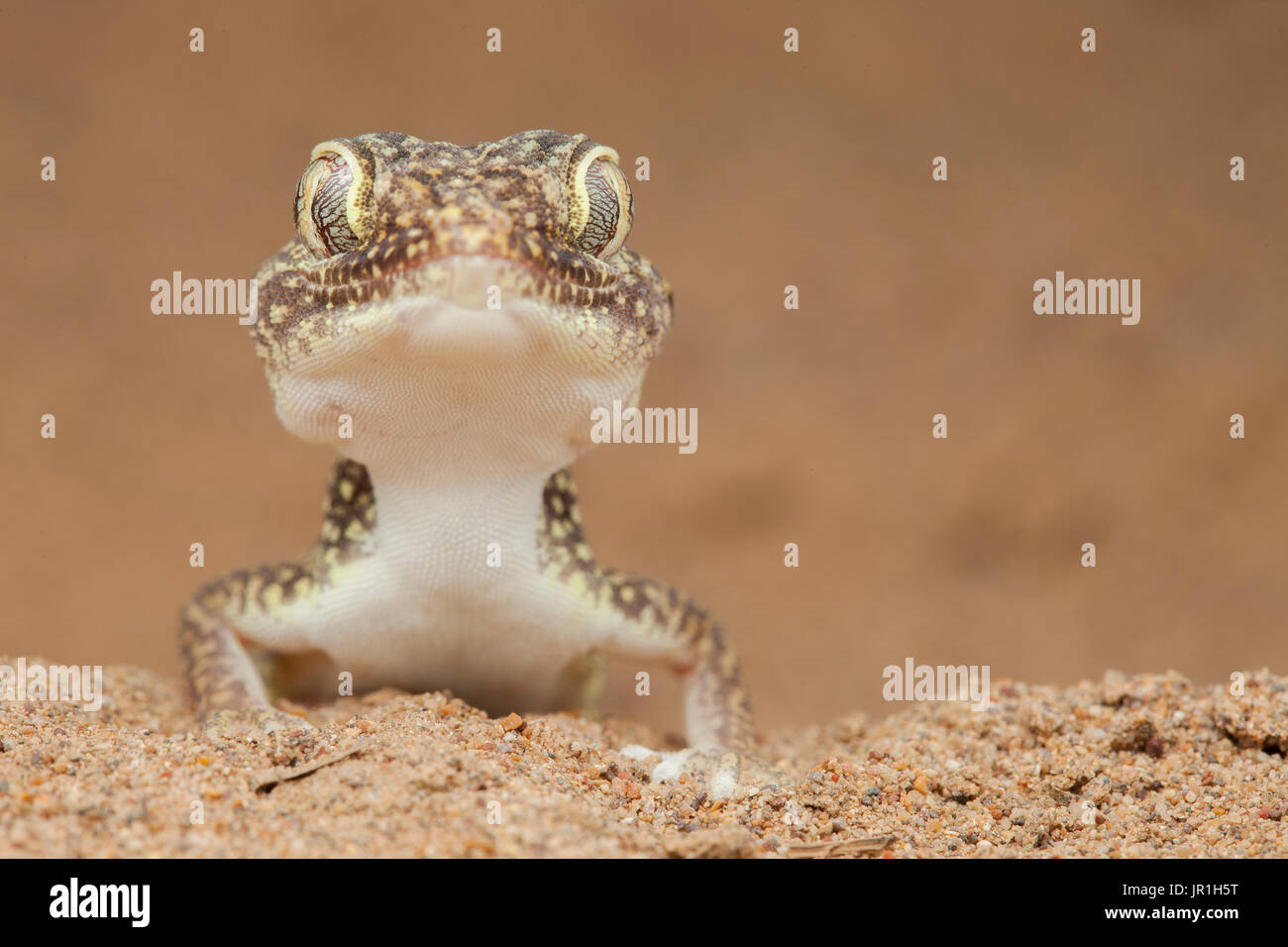 Portrait of Middle Eastern short-fingered gecko (Stenodactylus doriae ...