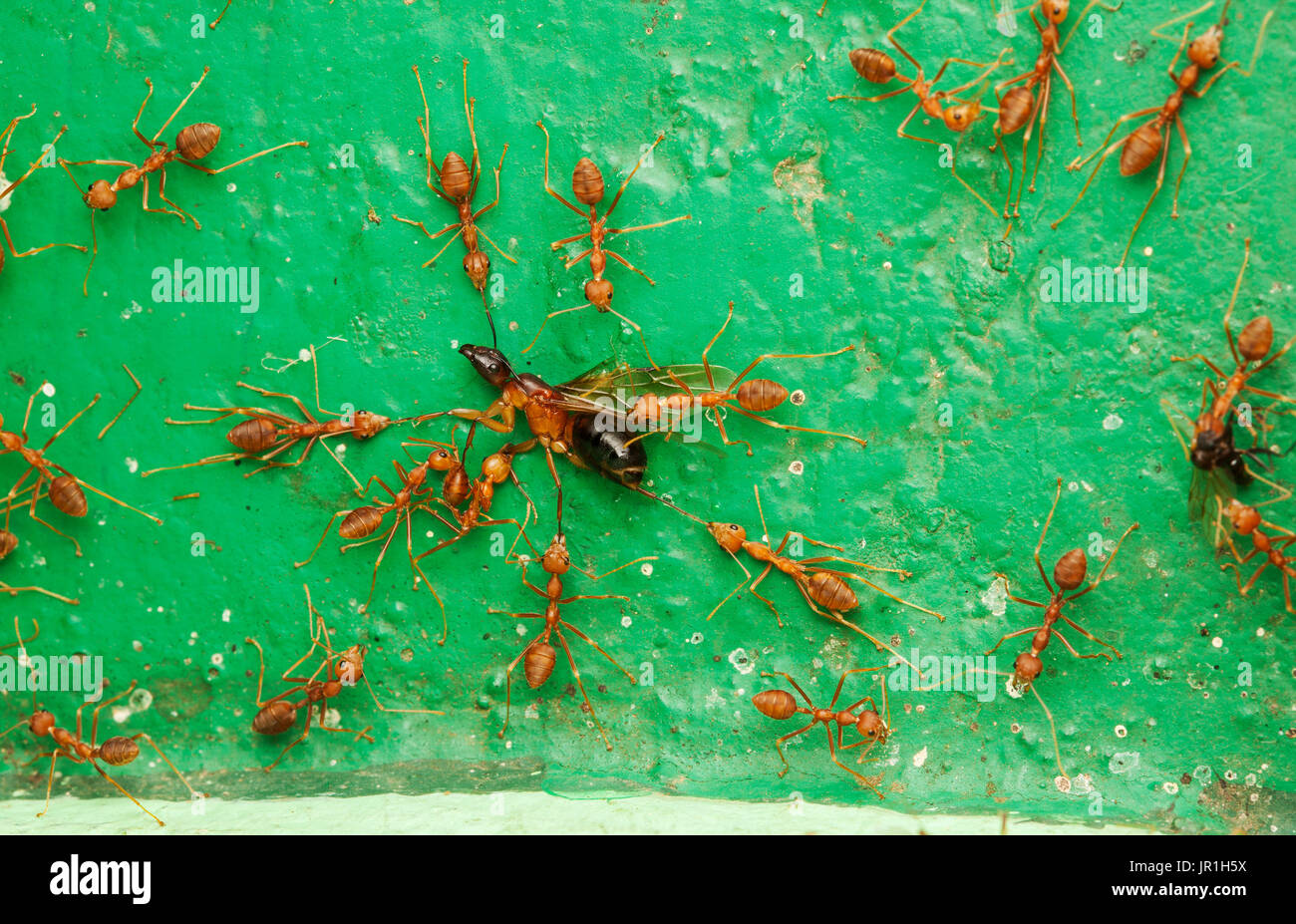 Red Ants Attack High Resolution Stock Photography and Images - Alamy