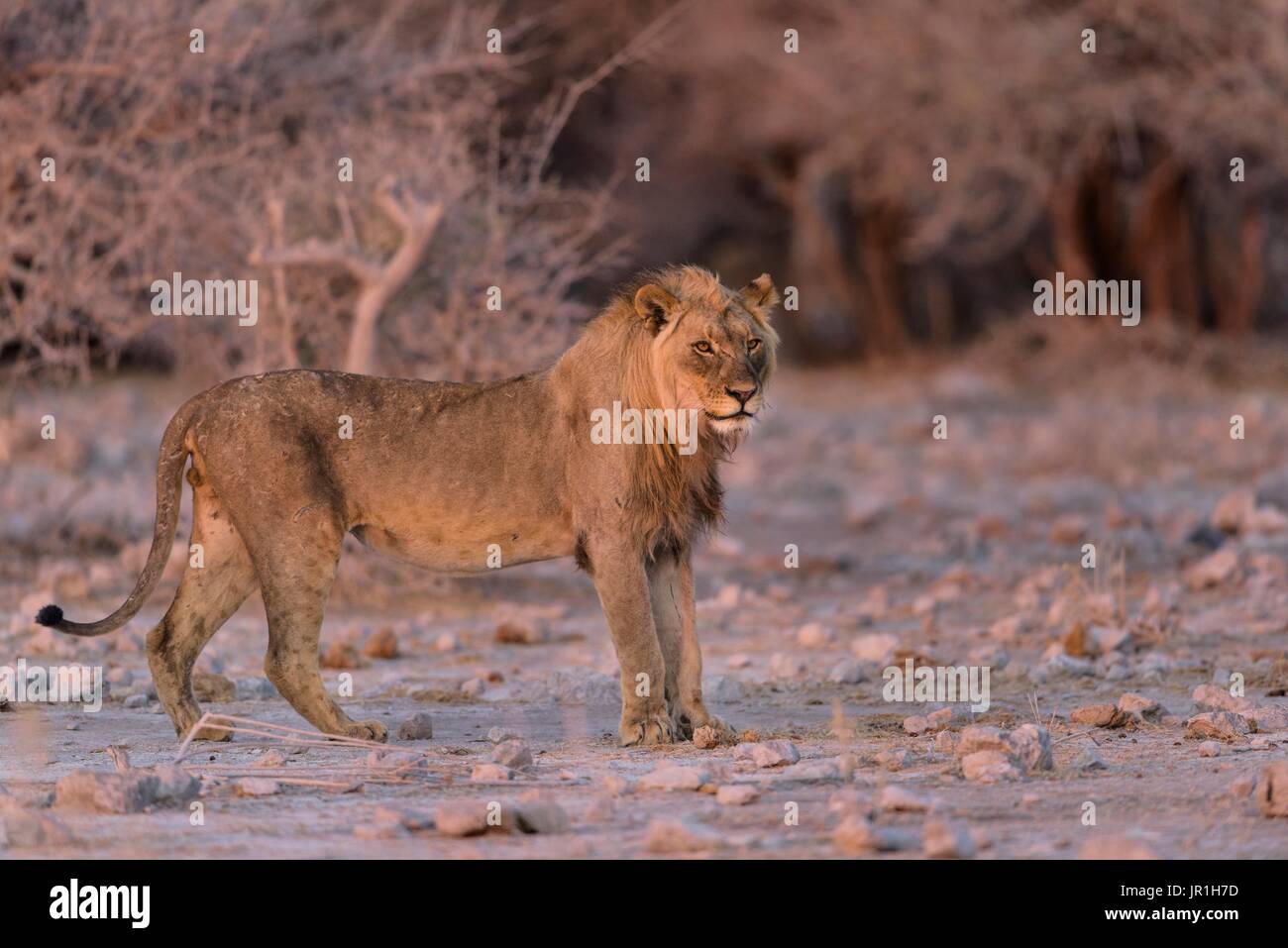 Lion Standing Up High Resolution Stock Photography and Images - Alamy