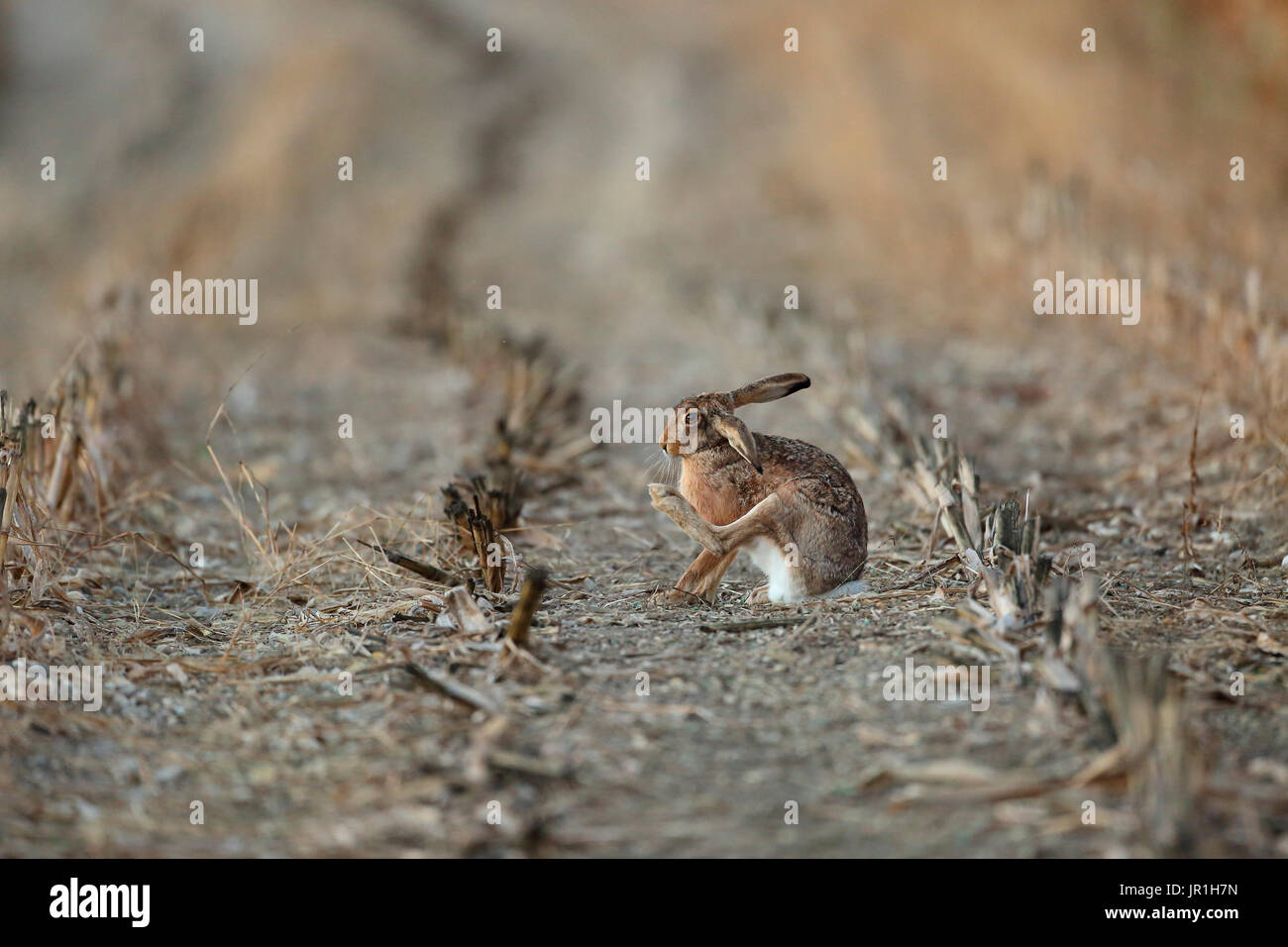 European Hare (Lepus europaeus) grooming in a mowed corn field, Alsace ...