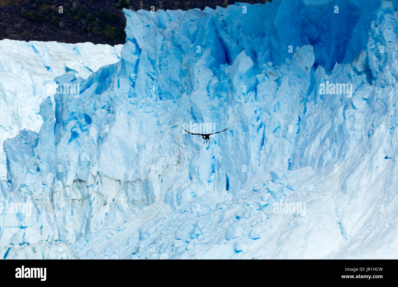 Andean Condor (Vultur gryphus) in flight in front of a glacier ...