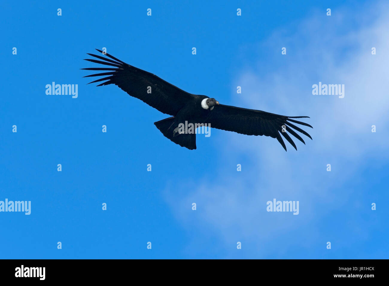 Andean Condor (Vultur gryphus) in flight, Patagonia, Argentina Stock ...