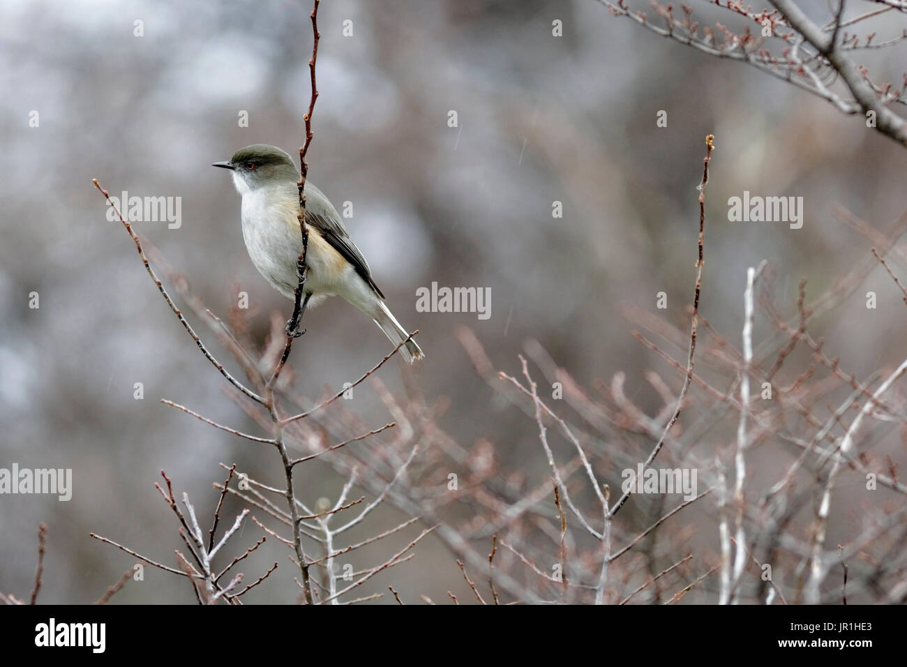 Fire-eyed Diucon (Xolmis pyrope) on a branch, Argentina Stock Photo - Alamy