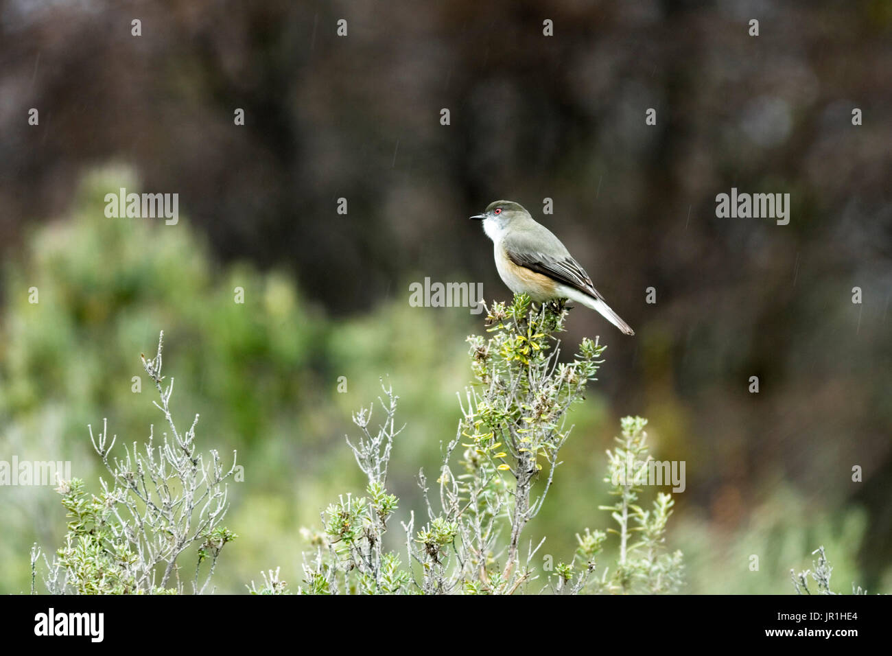 Fire-eyed Diucon (Xolmis pyrope), Tierra del Fuego National Park ...