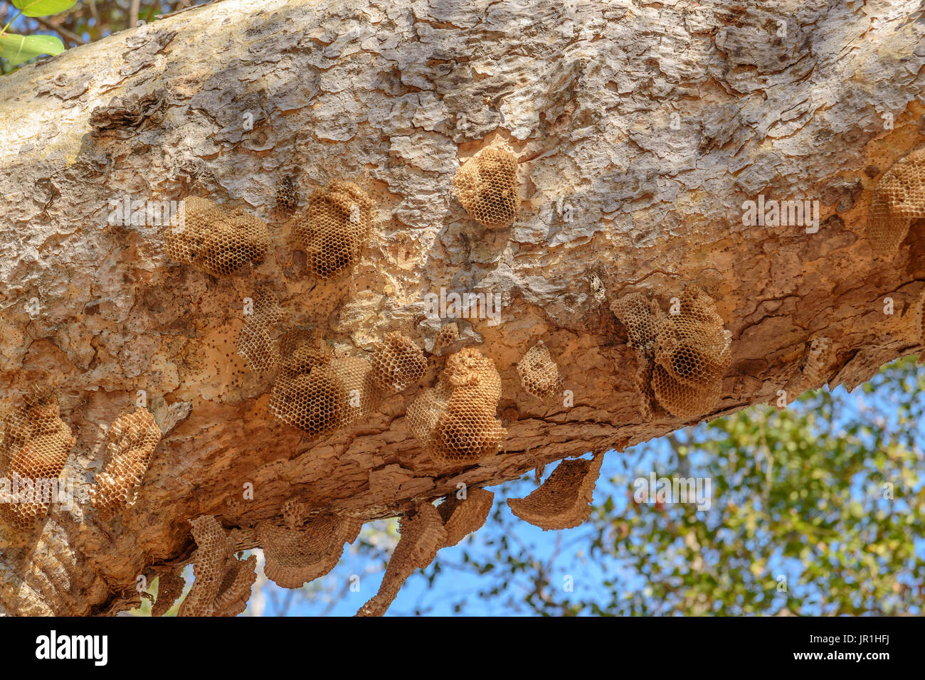 Rays of wild bees on a horizontal trunk, deciduous dry forest of ...