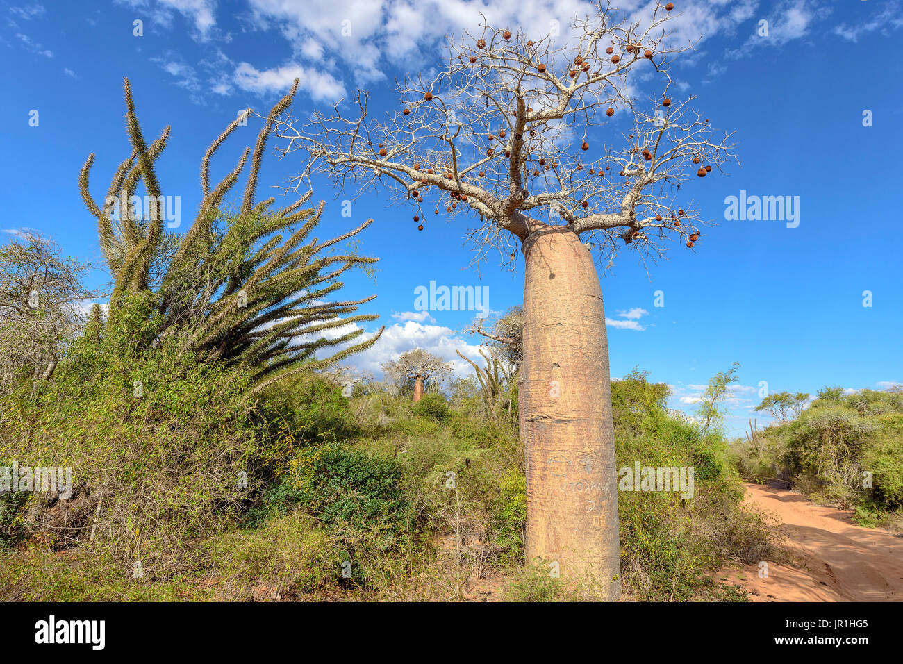 Octopus Tree Madagascar High Resolution Stock Photography and Images ...