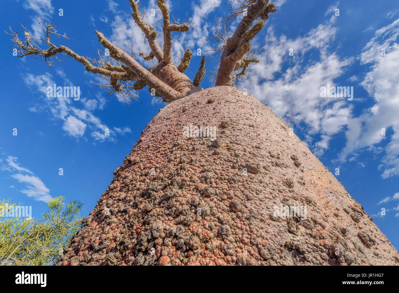 Grandidier?s Baobab (Adansonia Grandidieri), Bark, Madagascar Stock ...