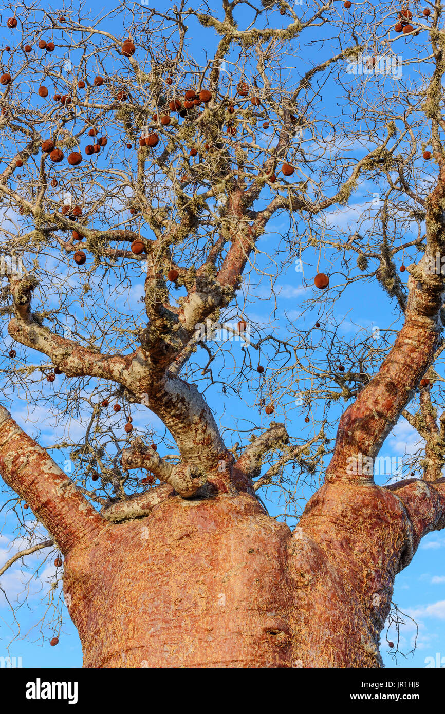 Baobab (Adansonia rubrostipa) and its fruit, Ifaty region, Madagascar ...