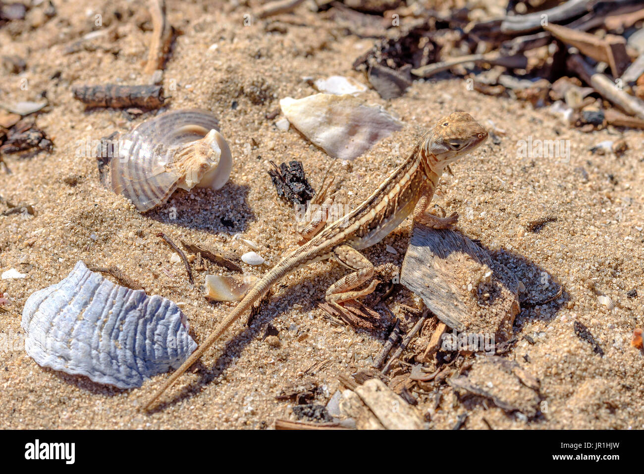 Three Eyed Lizard (Chalarodon madagascariensis), Belo sur Mer ...