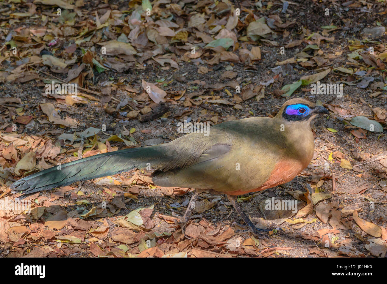 Endemic cuckoo hi-res stock photography and images - Alamy