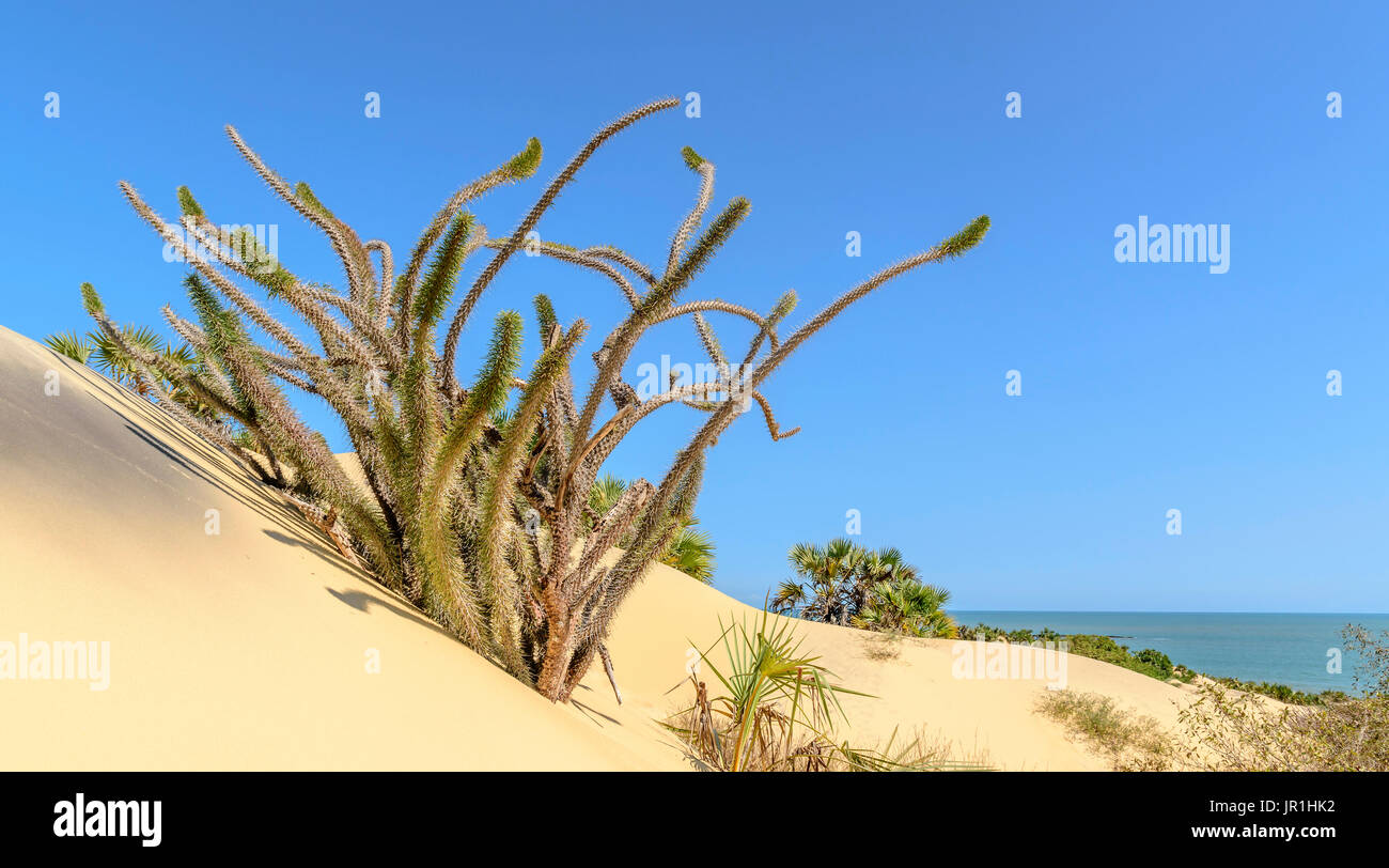 Octopus tree (Didierea madagascariensis), Dunes on the littoral of the ...