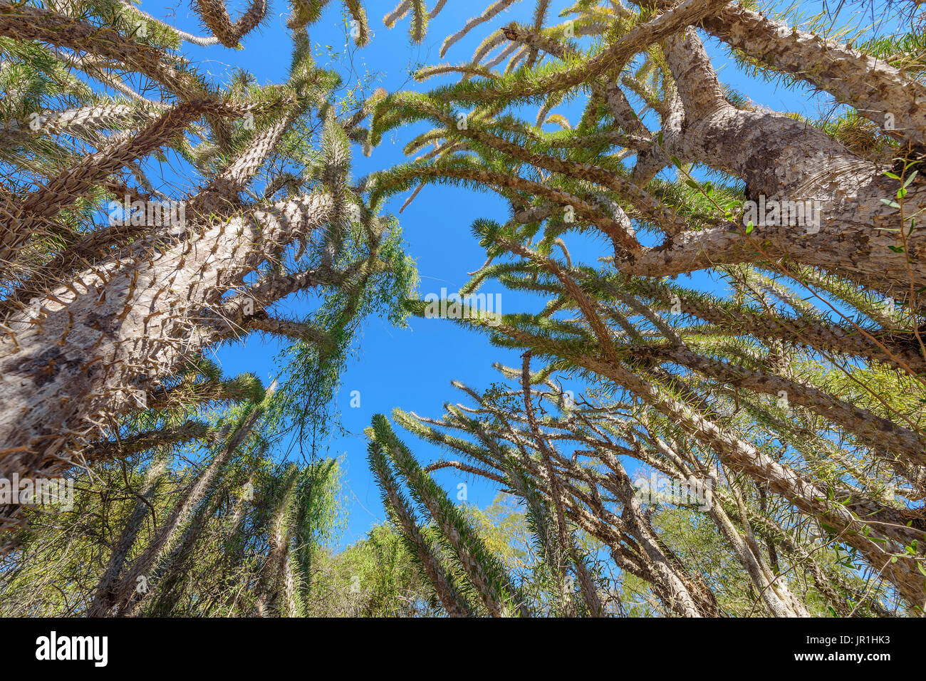 Octopus tree didierea madagascariensis hi-res stock photography and ...