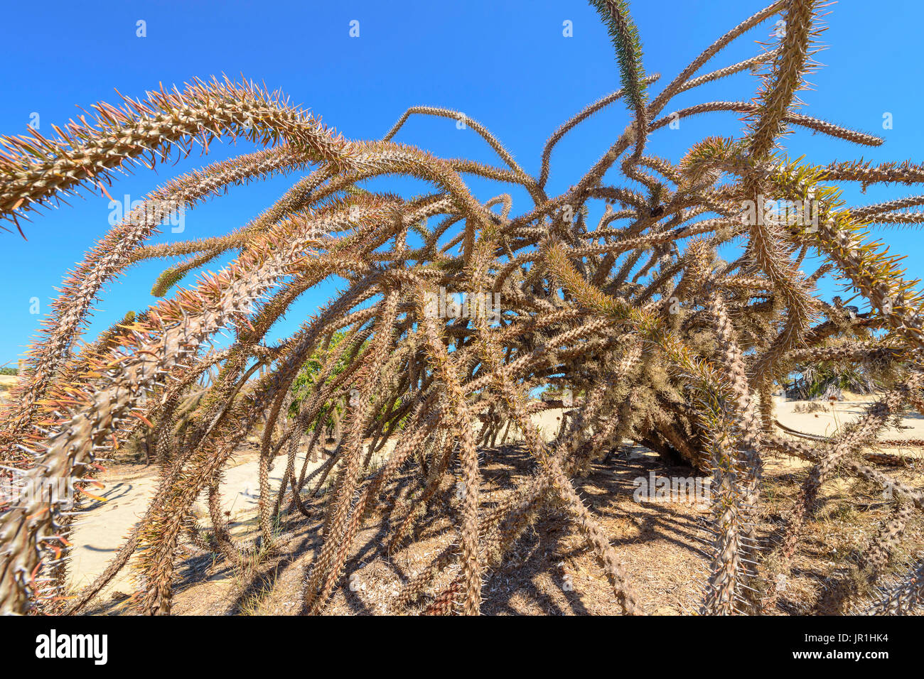 Octopus Tree Madagascar High Resolution Stock Photography and Images ...