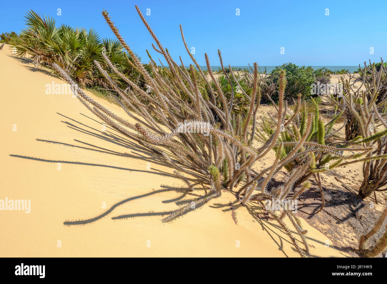 Octopus tree (Didierea madagascariensis), Dunes on the littoral of the ...