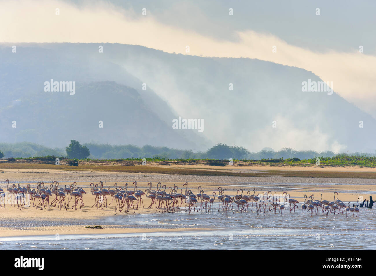 Greater Flamingos (Phoenicopterus roseus), Bay of Saint-Augustin ...
