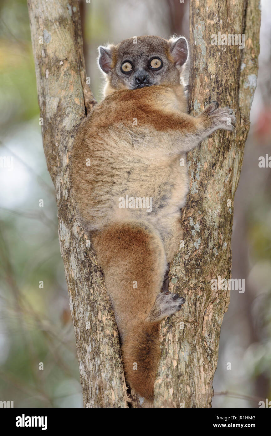 Hubbard's sportive lemur (Lepilemur hubbardorum) on its daytime resting ...