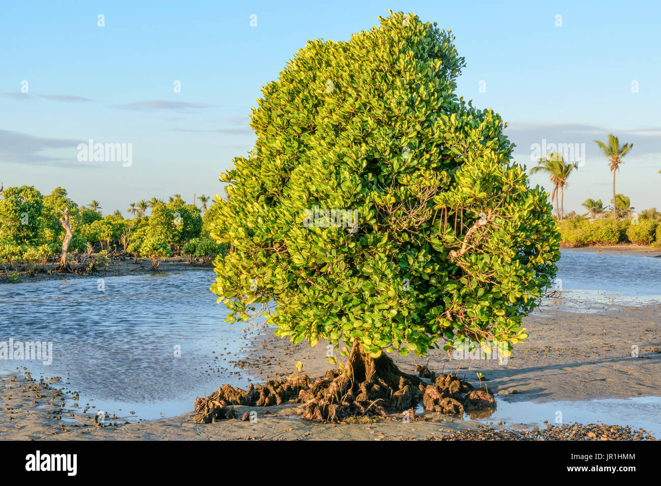 Spurred mangrove (Ceriops tagal), Mangrove of Belo sur Mer, south of ...