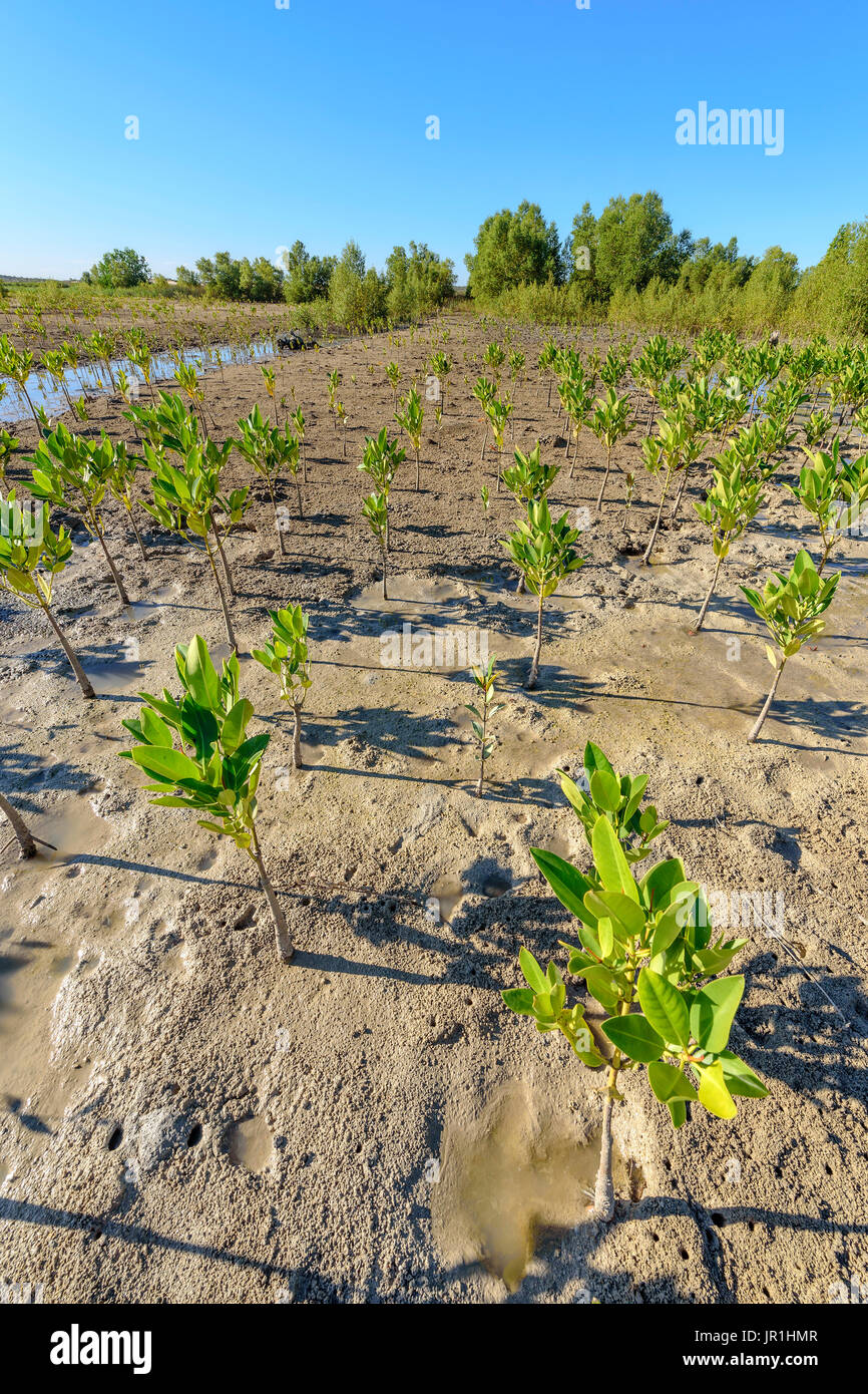 Bakau Kuraps (paletuviers Rhizophora mucronata) are planted by the ...
