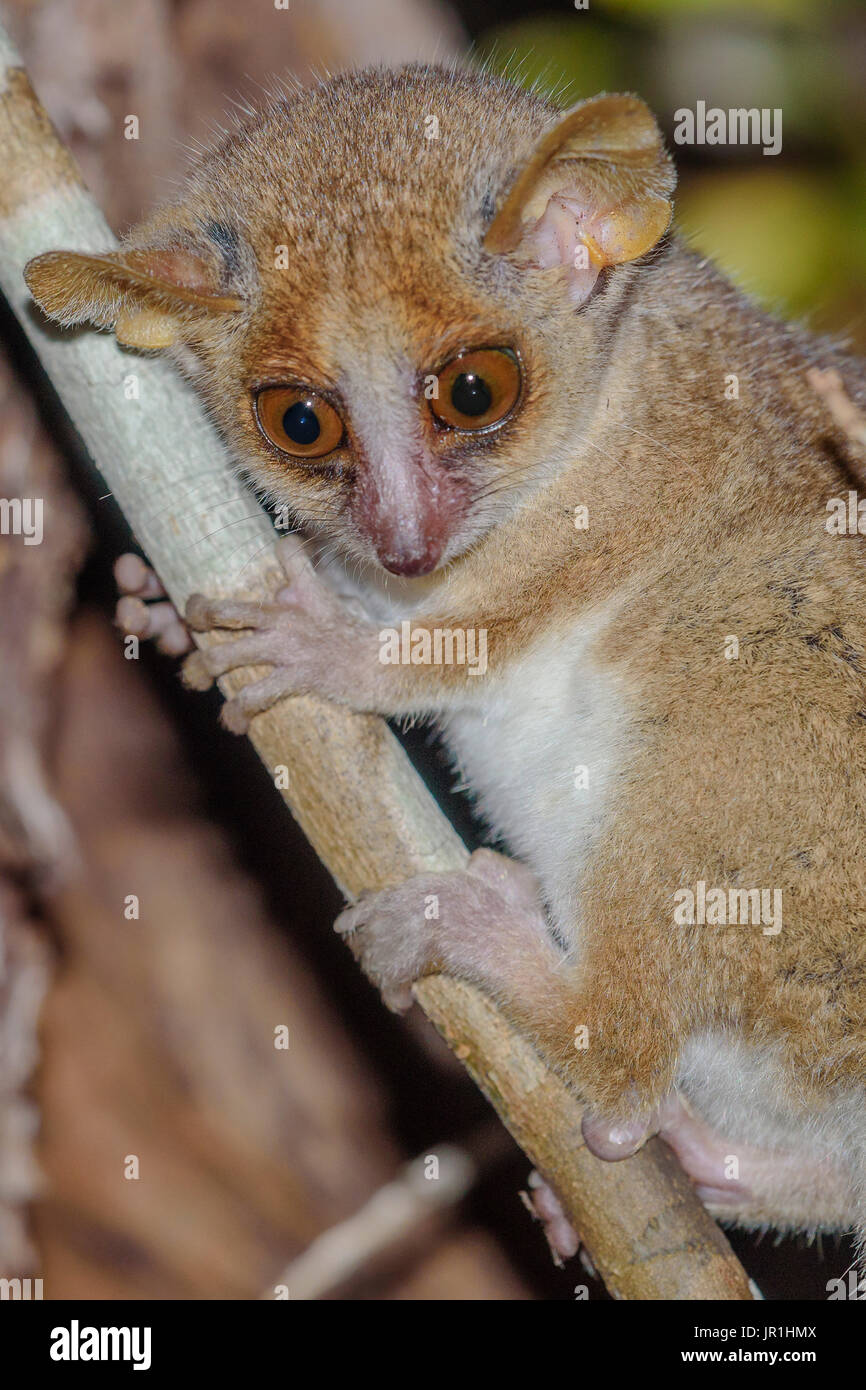 Grey mouse lemur (Microcebus murinus) in the dry deciduous forest in ...