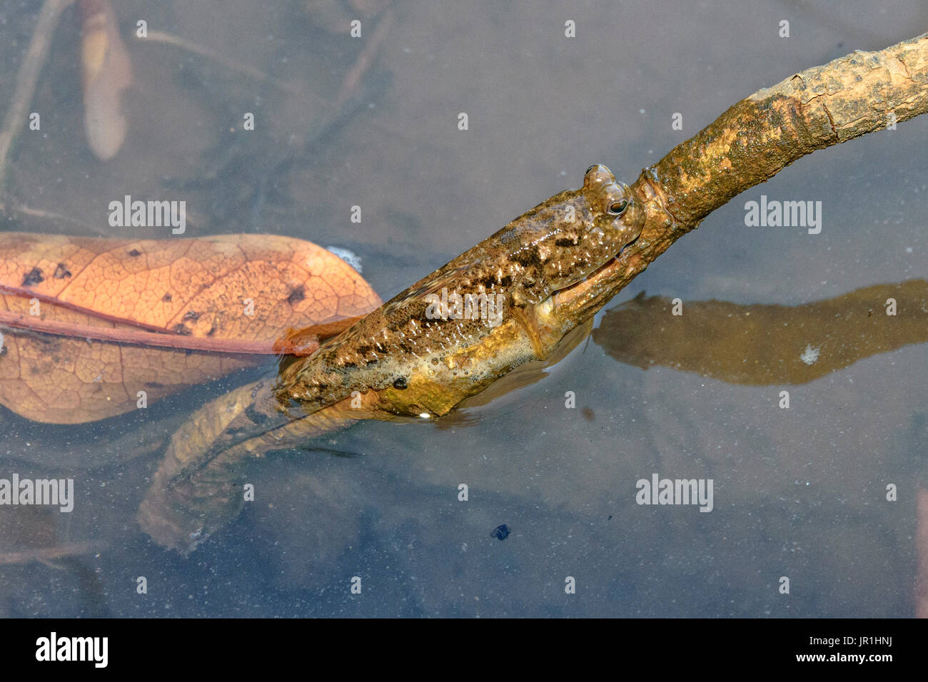 Barred Mudskipper (Periophthalmus argentilineatus, Mangrove of Belo sur ...