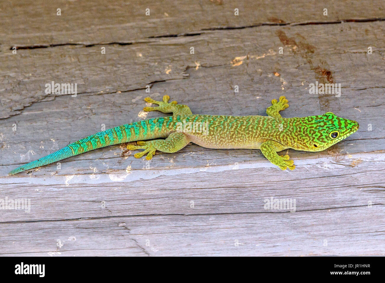 Banded day gecko phelsuma standingi hi-res stock photography and images ...