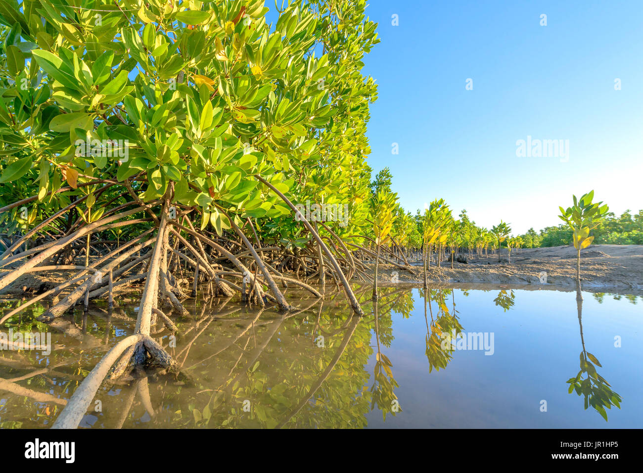 Bakau Kurap (Rhizophora mucronata), Mangrove restored by the Honko ...