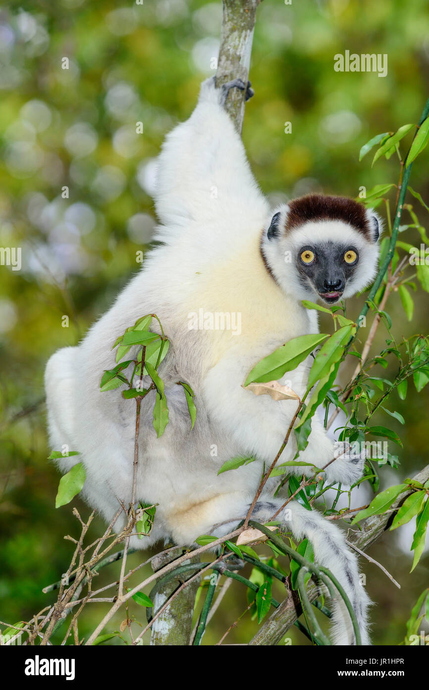 Verreaux sifaka (Propithecus verreauxi) eating in the dry deciduous ...