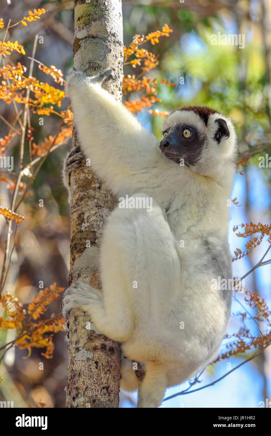 Verreaux sifaka (Propithecus verreauxi) in the dry deciduous forest in ...