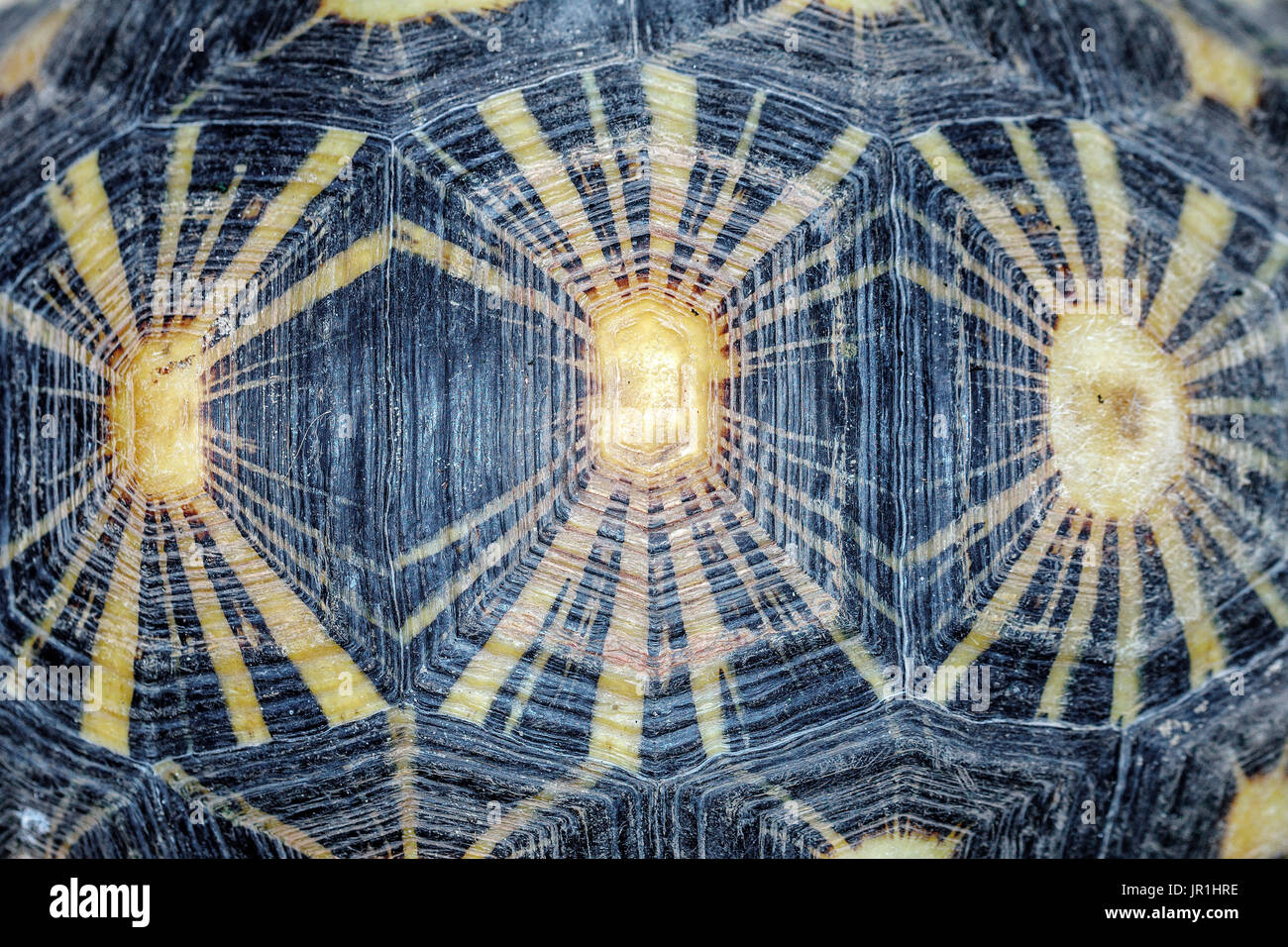 Radiated tortoise (Astrochelys radiata), closeup on the scales of the ...
