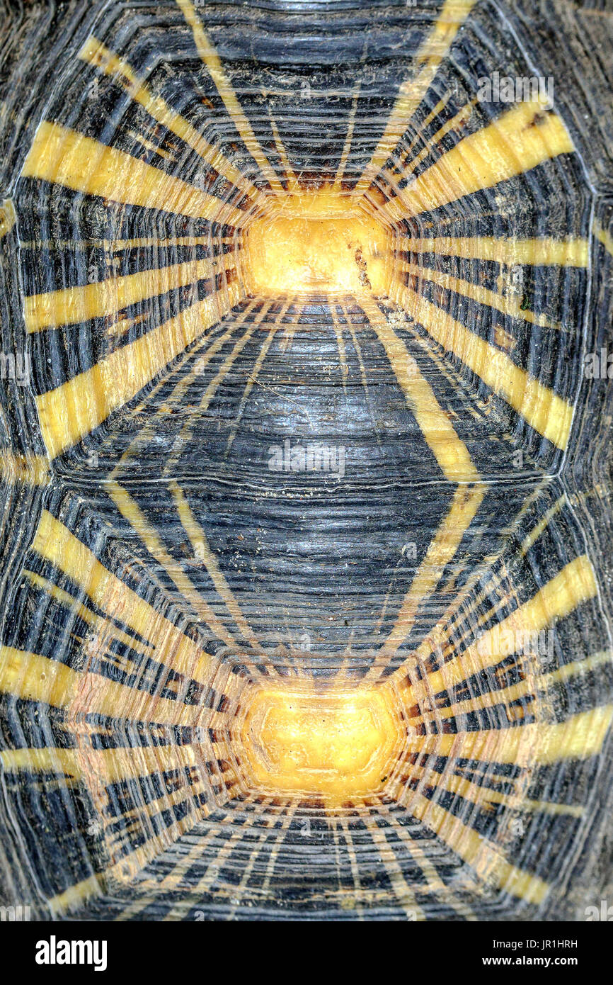 Radiated tortoise (Astrochelys radiata), closeup on the scales of the ...