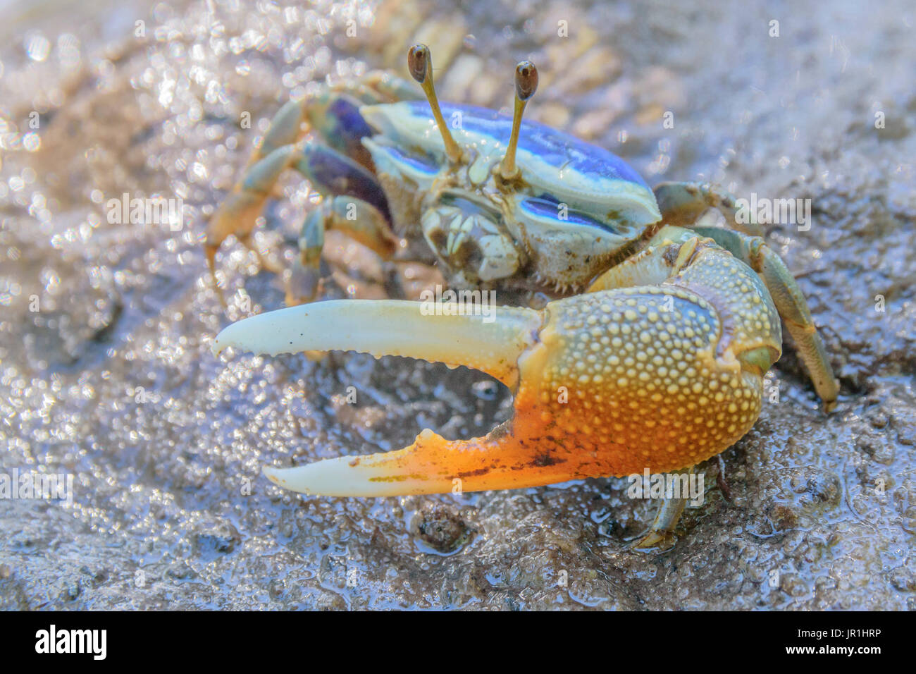 Fiddler crab (Uca sp), Mangrove of Belo sur mer, Southwestern coast of ...