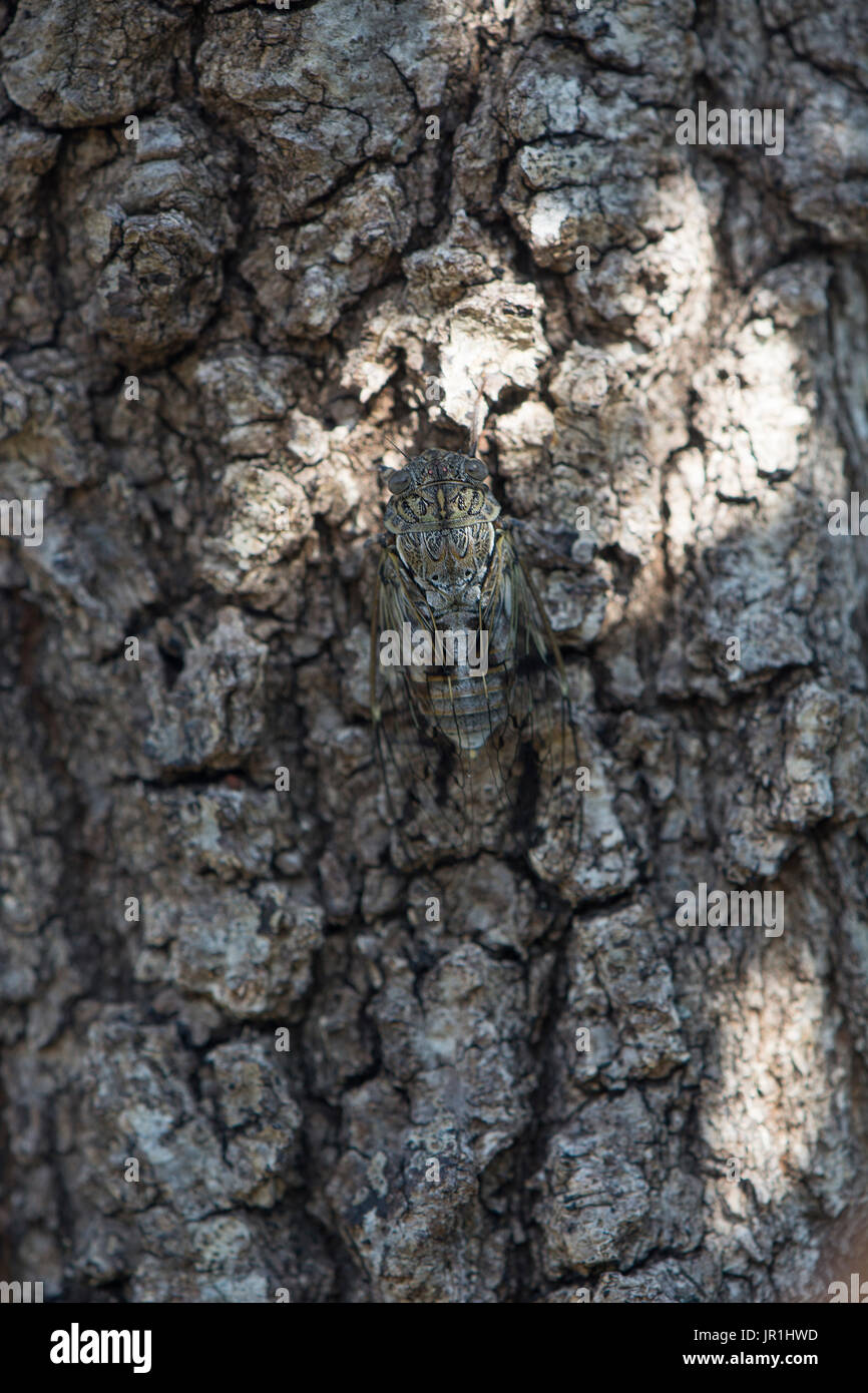 Grey cicada (Cicada orni) on Oak, Ardeche, France Stock Photo - Alamy