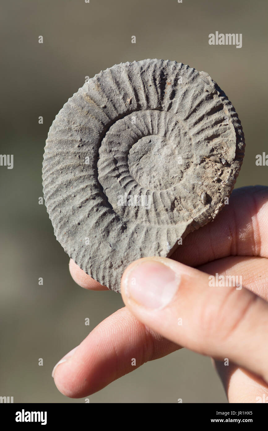 Ammonite fossil hand hi-res stock photography and images - Alamy