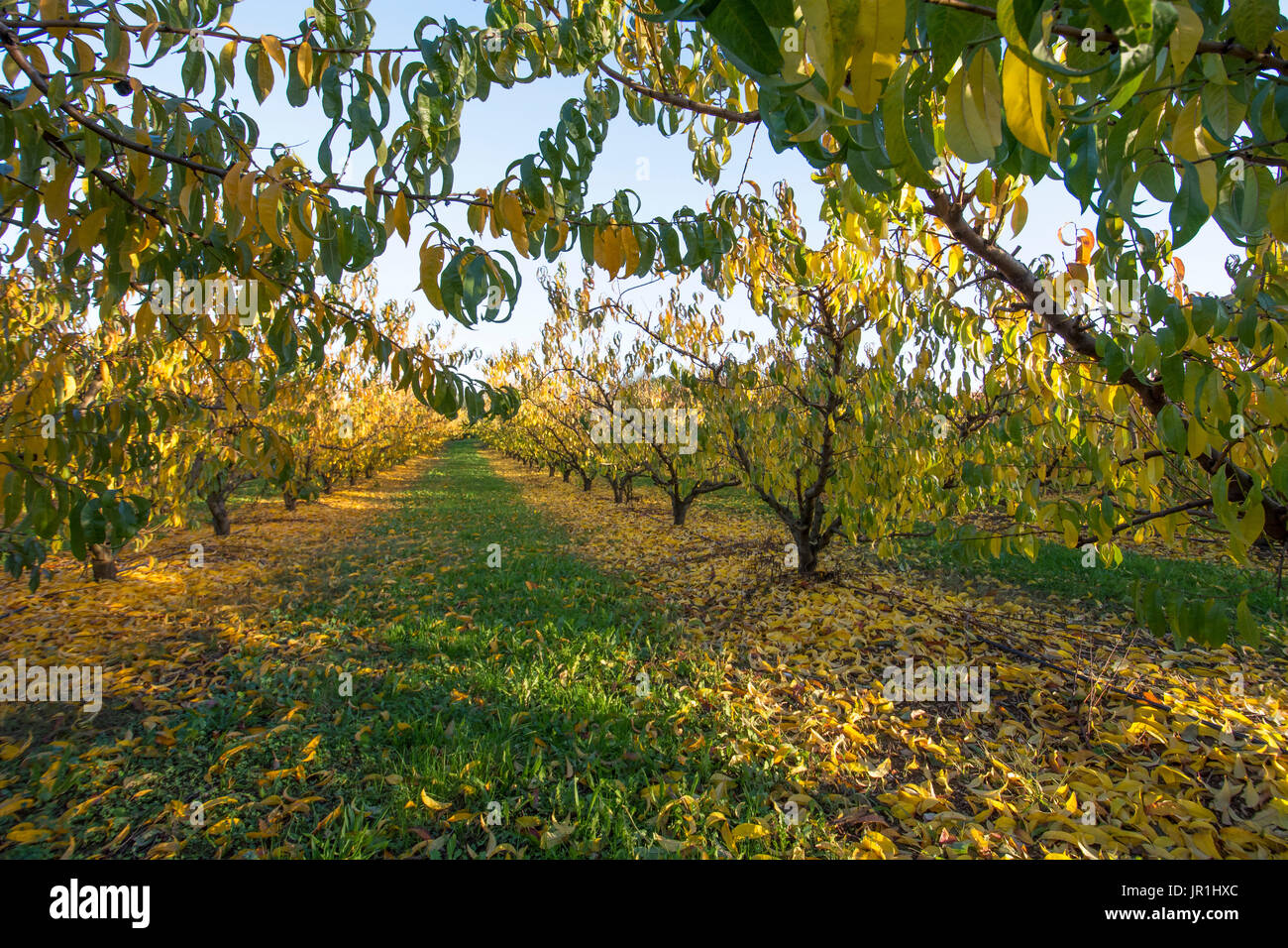 Peach orchard in autumn, Ardeche, France Stock Photo - Alamy