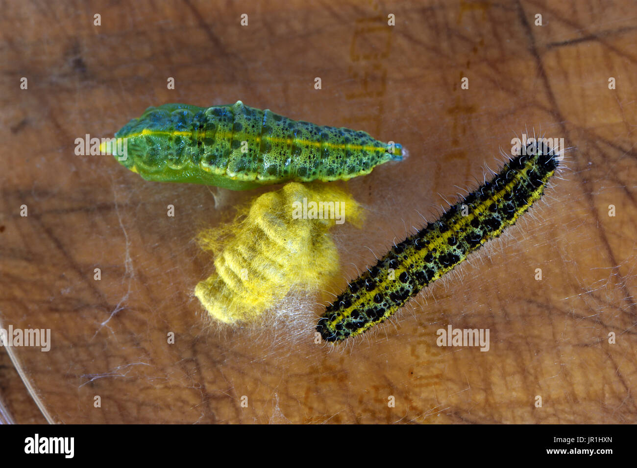 Large White (Pieris brassicae), caterpillar, chrysalis, parasitic ...