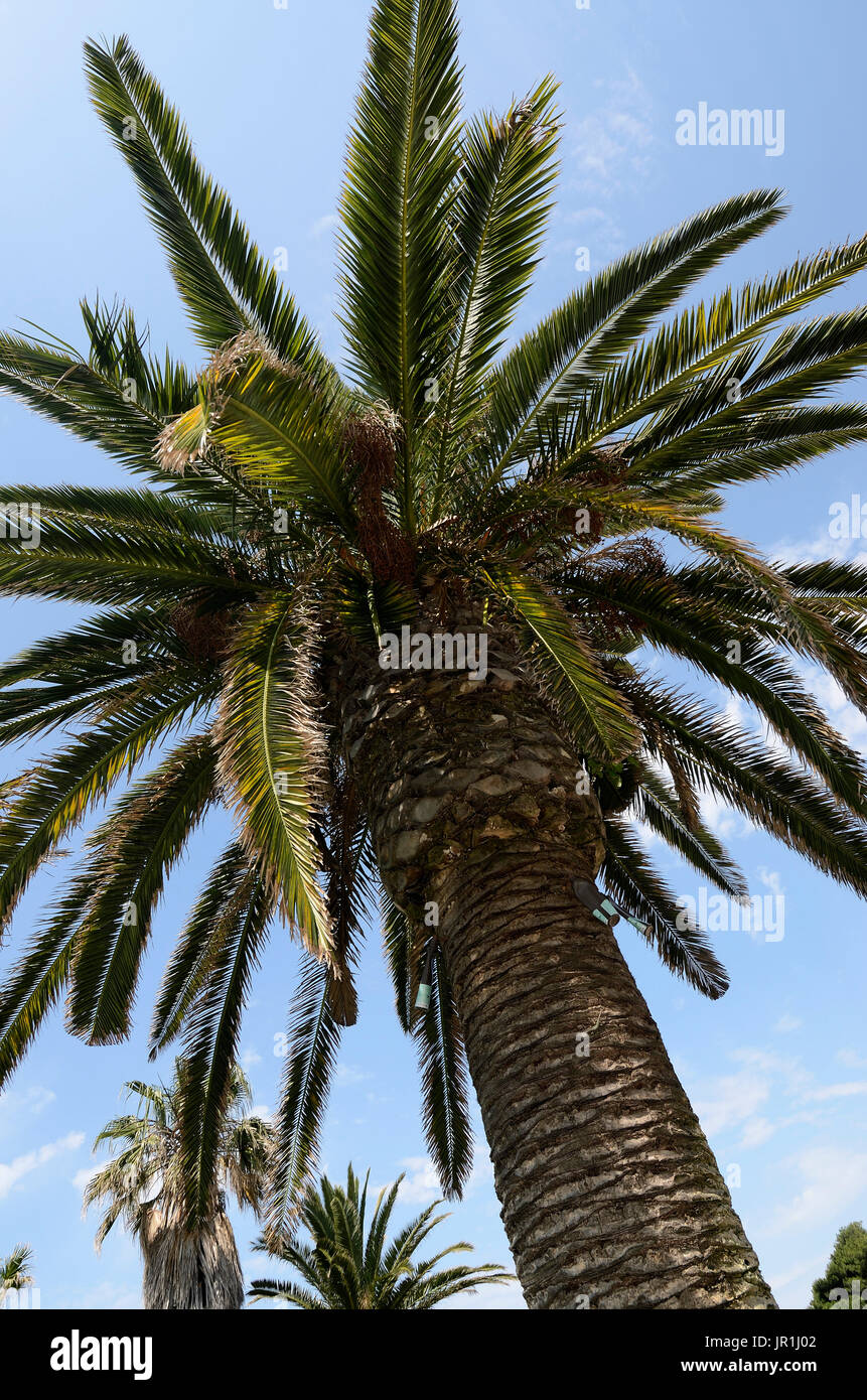 Palm tree (Phoenix canariensis) attacked by the larva of the Red Weevil ...
