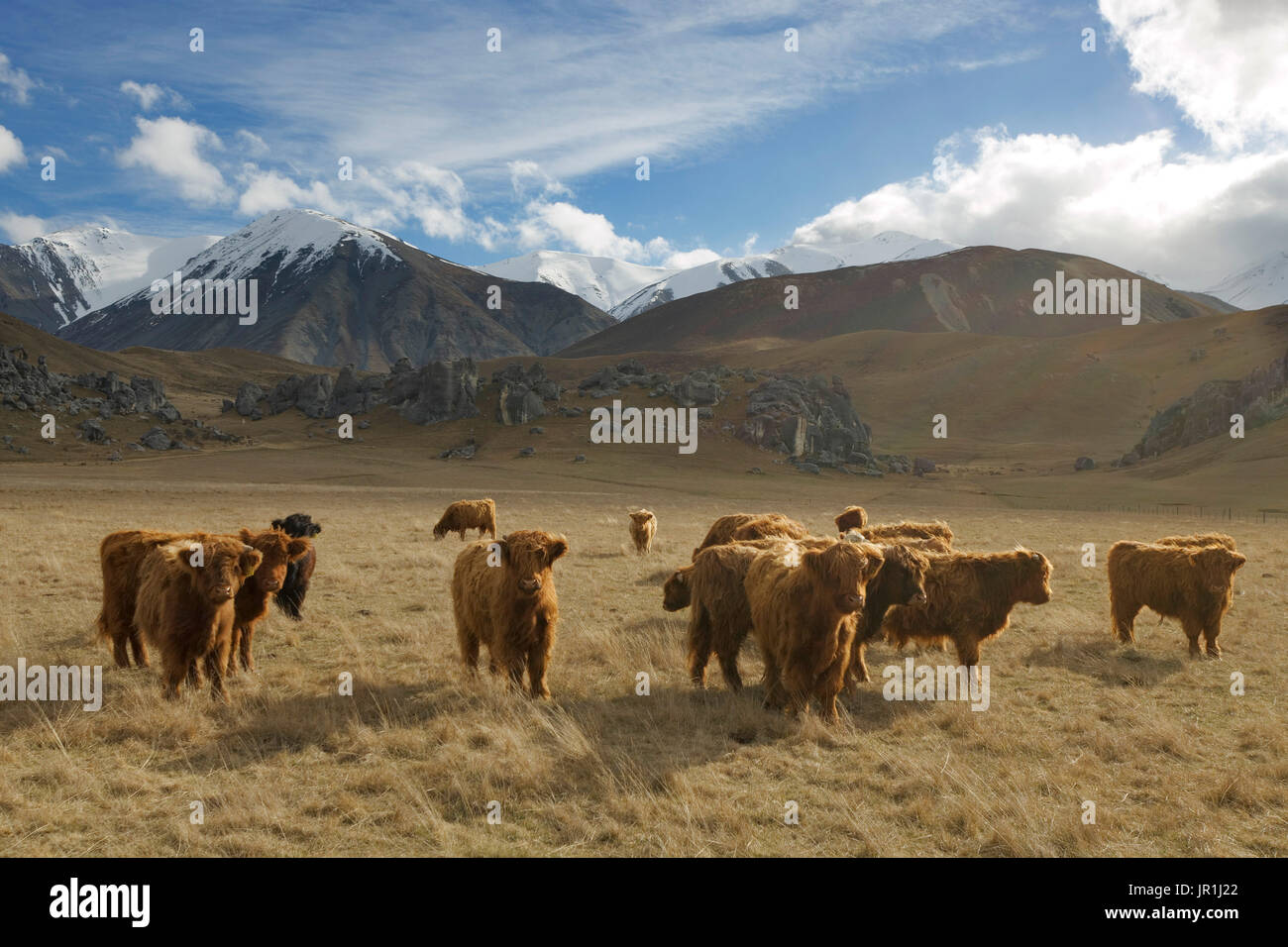 New Zealand Highland cow, South Island, New Zealand Stock Photo - Alamy