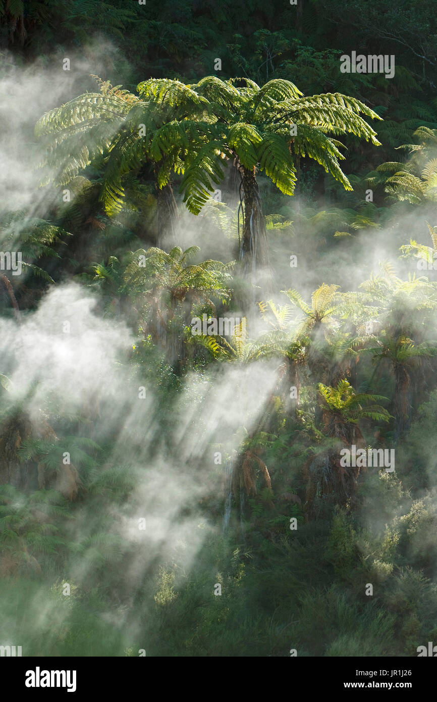 Temperate rainforest, South Island, New Zeland Stock Photo - Alamy