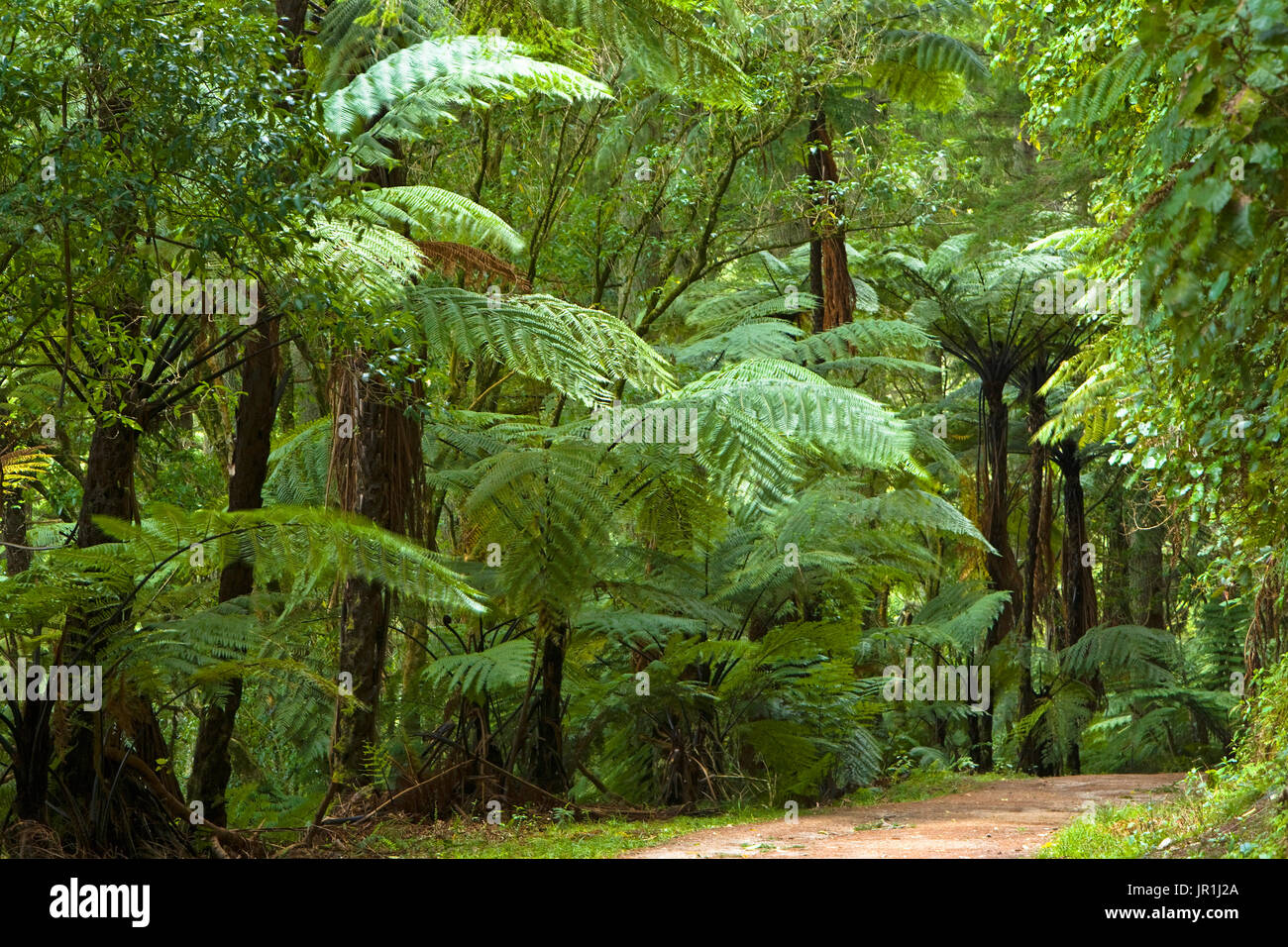 Temperate rainforest, South Island, New Zeland Stock Photo - Alamy