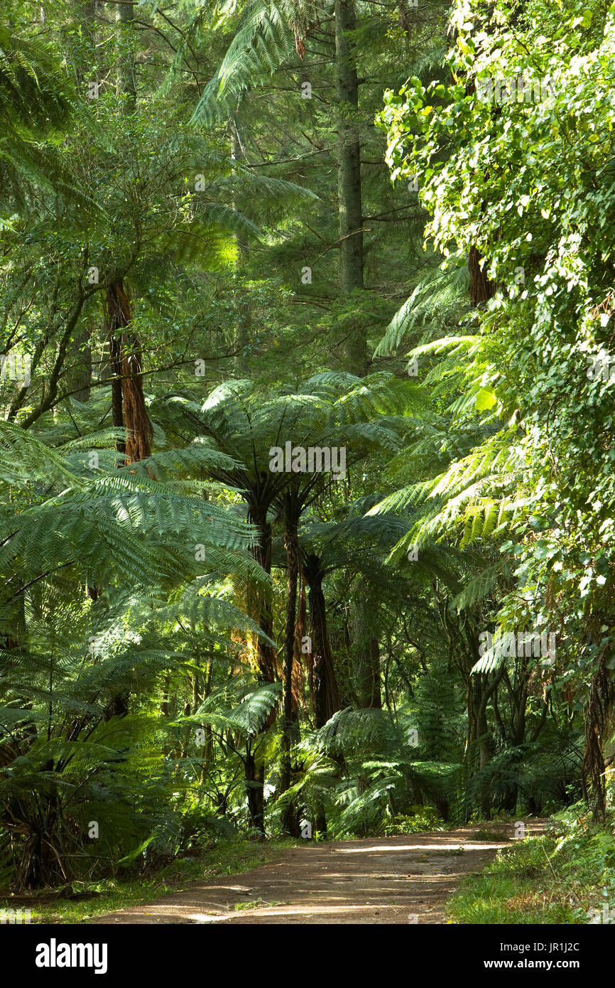 Temperate rainforest, South Island, New Zeland Stock Photo - Alamy