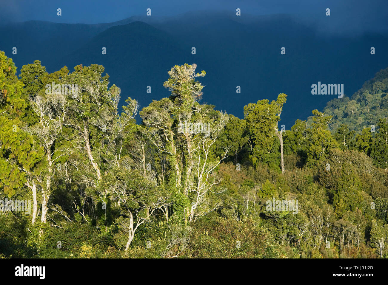 Temperate rainforest, South Island, New Zeland Stock Photo - Alamy