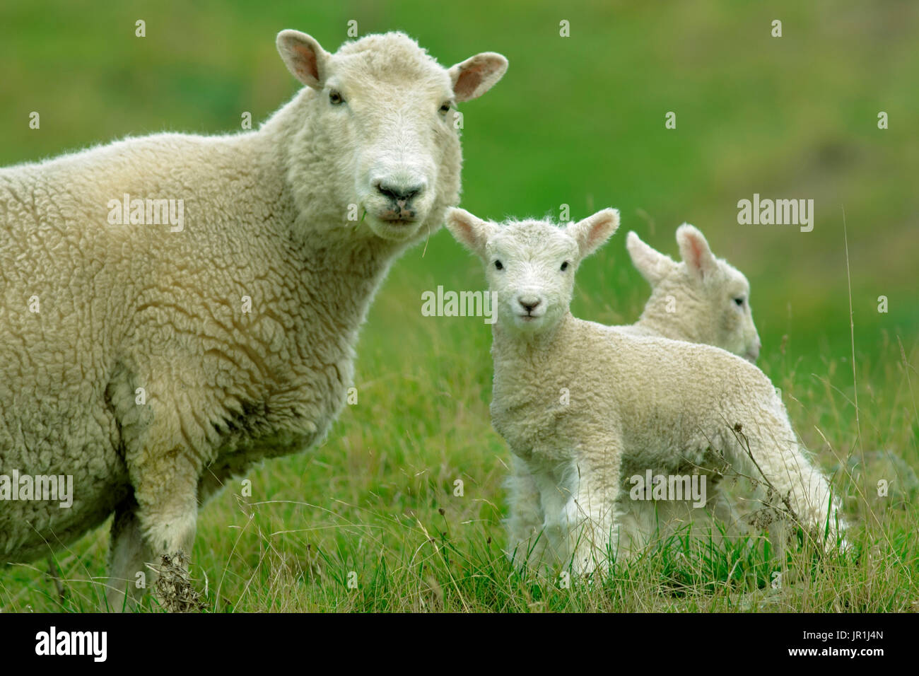 Ewe and lambs in the meadow, South Island, New Zealand Stock Photo - Alamy