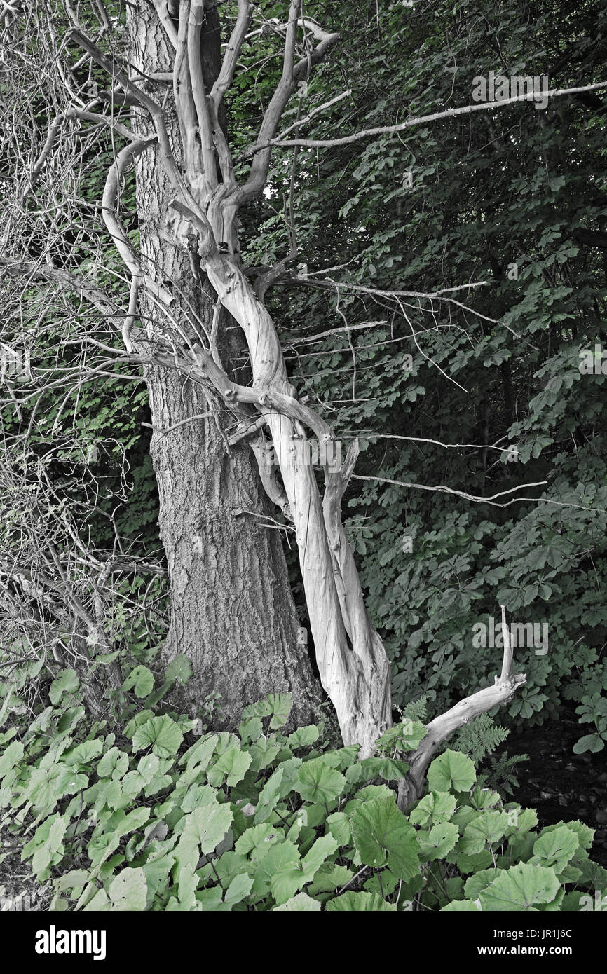 Elliot angus hi-res stock photography and images - Alamy