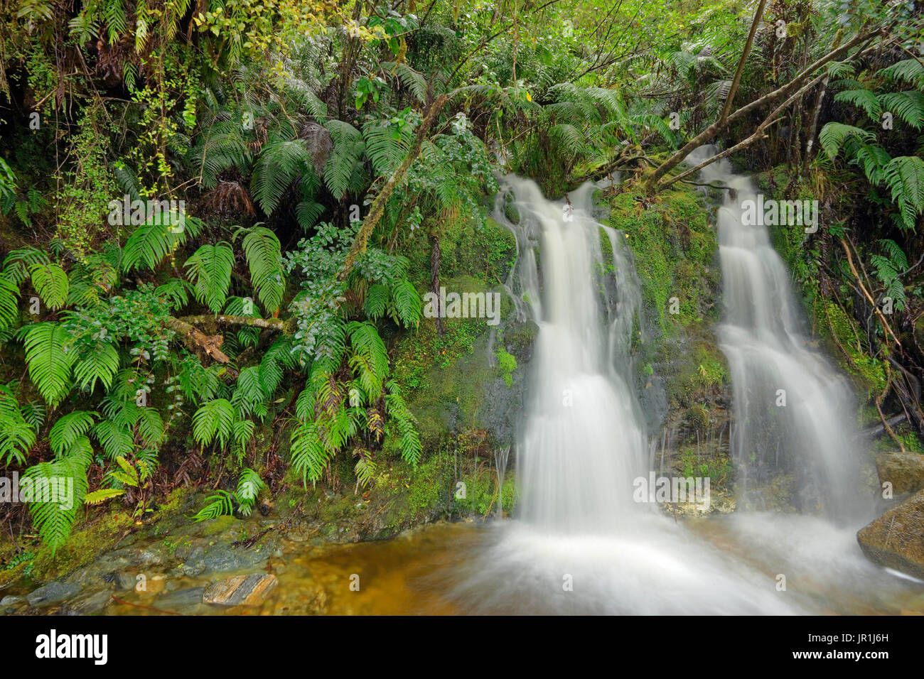 Temperate rainforest, South Island, New Zeland Stock Photo - Alamy
