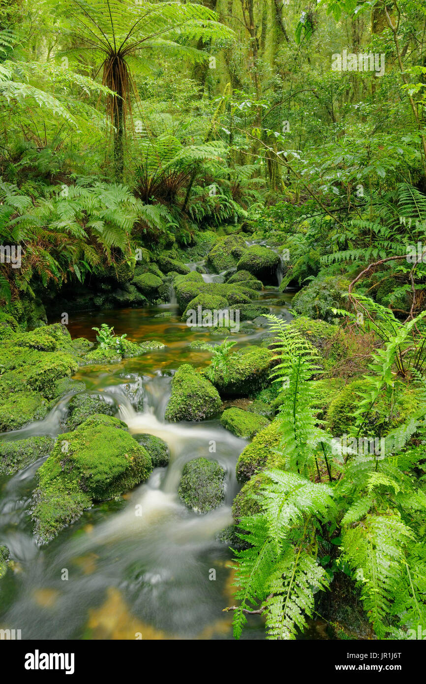 Temperate rainforest, South Island, New Zeland Stock Photo - Alamy