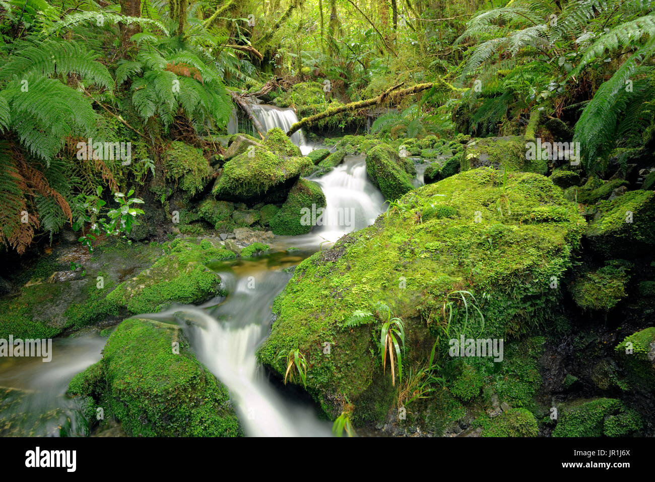 Temperate rainforest, South Island, New Zeland Stock Photo - Alamy